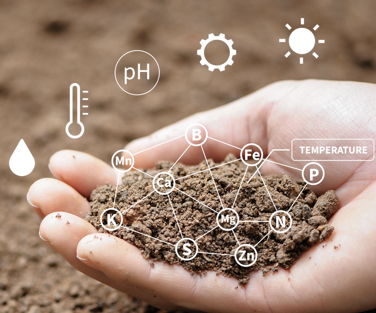 Plant Nutrition and Nutrient Uptake in Soil