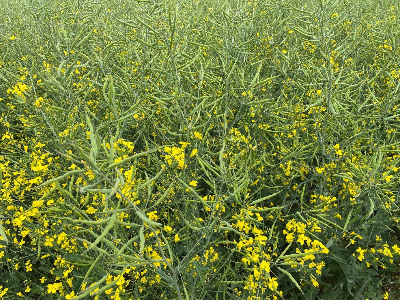 Effective Winter Rapeseed Fertilisation - Paul-Tech
