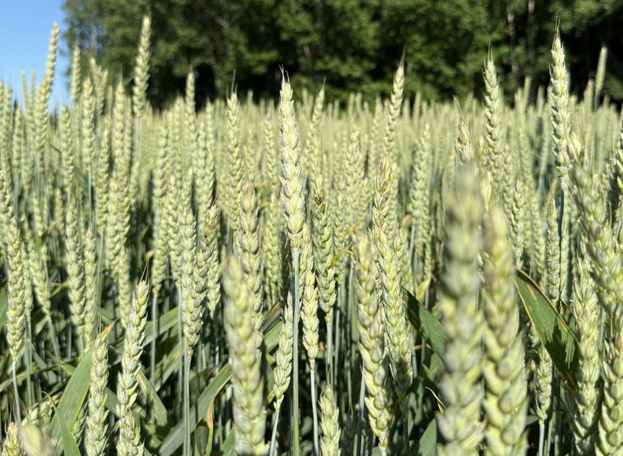 Too Much Straw, Not Enough Grain: Why It Happens